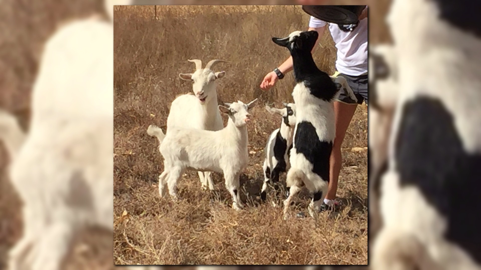 Missing goats located on nearby farm | 9news.com
